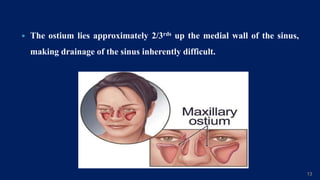 maxillary sinus anatomy histology.pptx