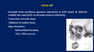 maxillary sinus anatomy histology.pptx