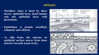 maxillary sinus anatomy histology.pptx
