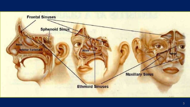 maxillary sinus anatomy histology.pptx