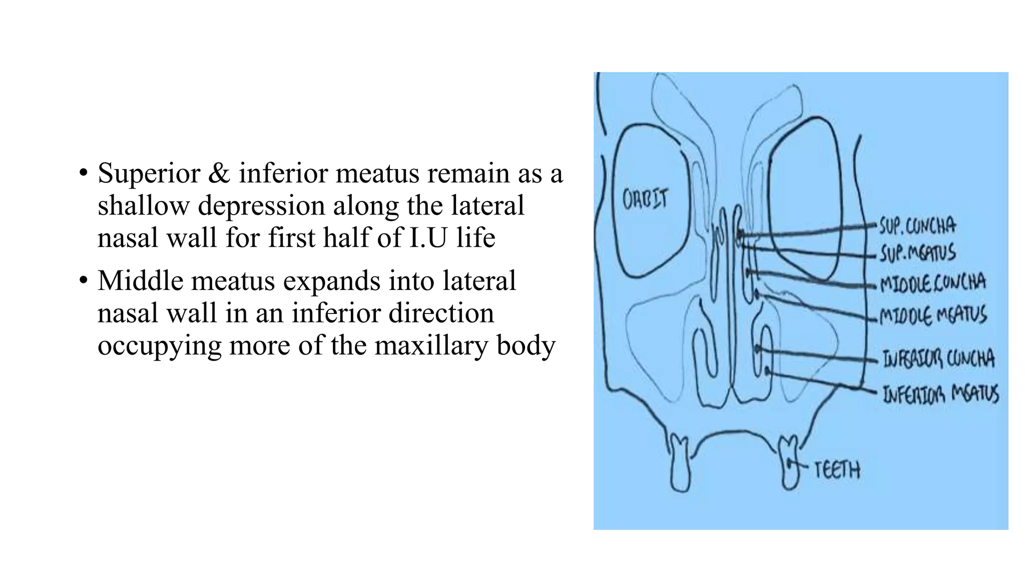 Maxillary sinus part 1 | PPTX