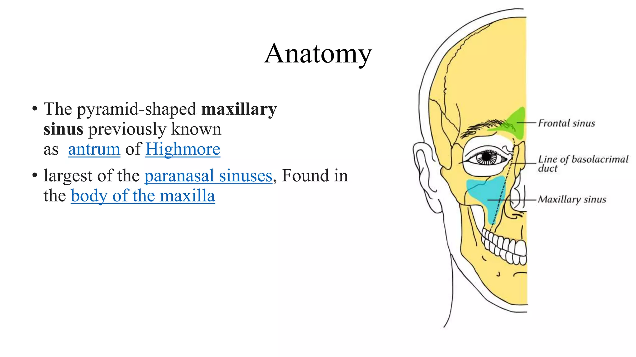 Maxillary sinus part 1 | PPTX