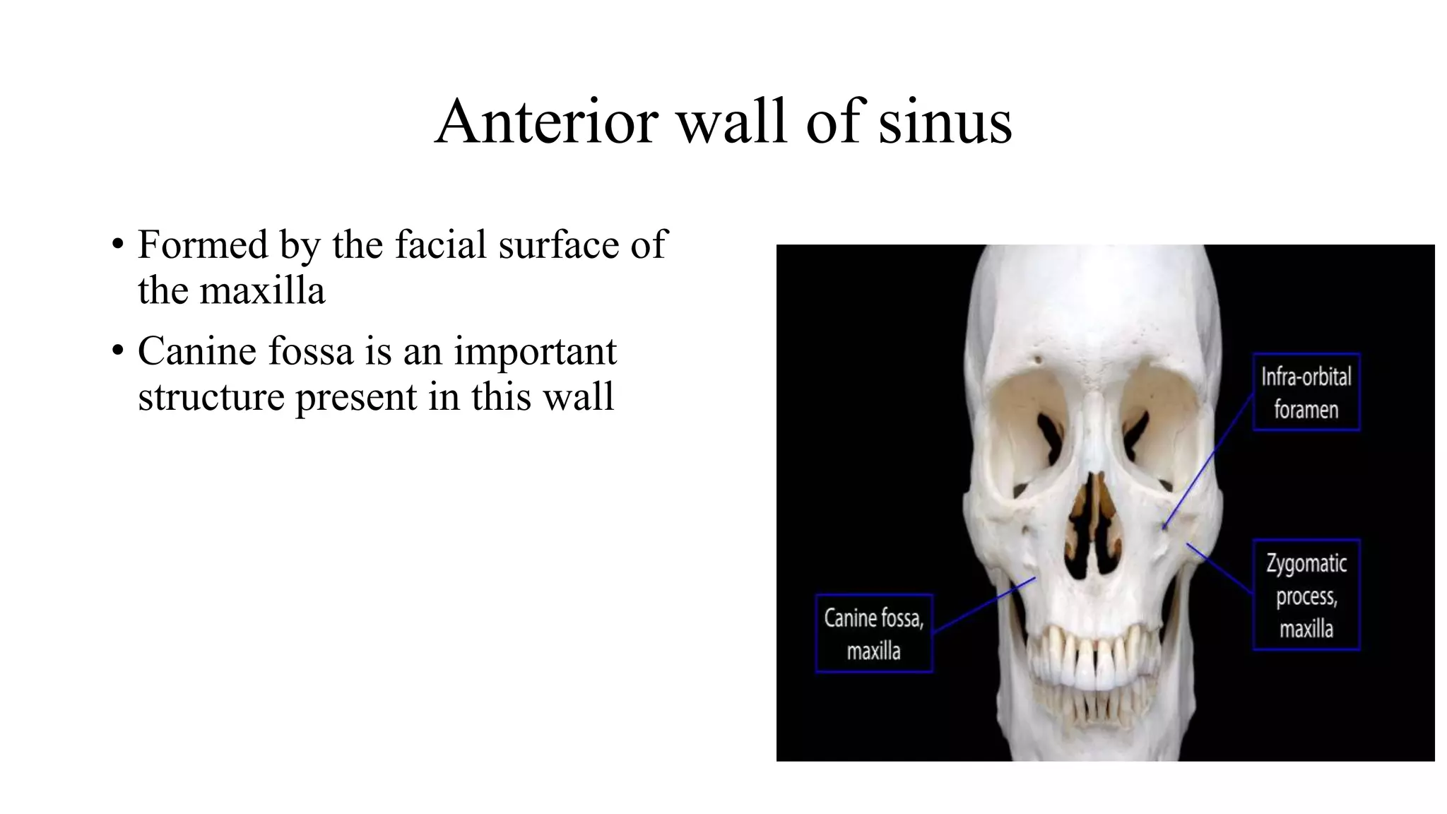 Maxillary sinus part 1 | PPTX