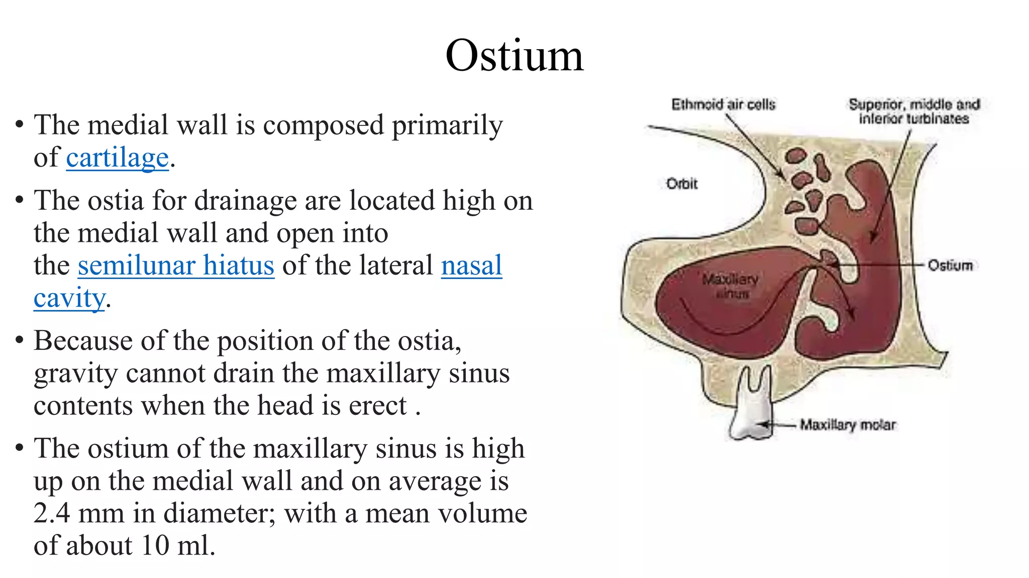 Maxillary sinus part 1 | PPTX