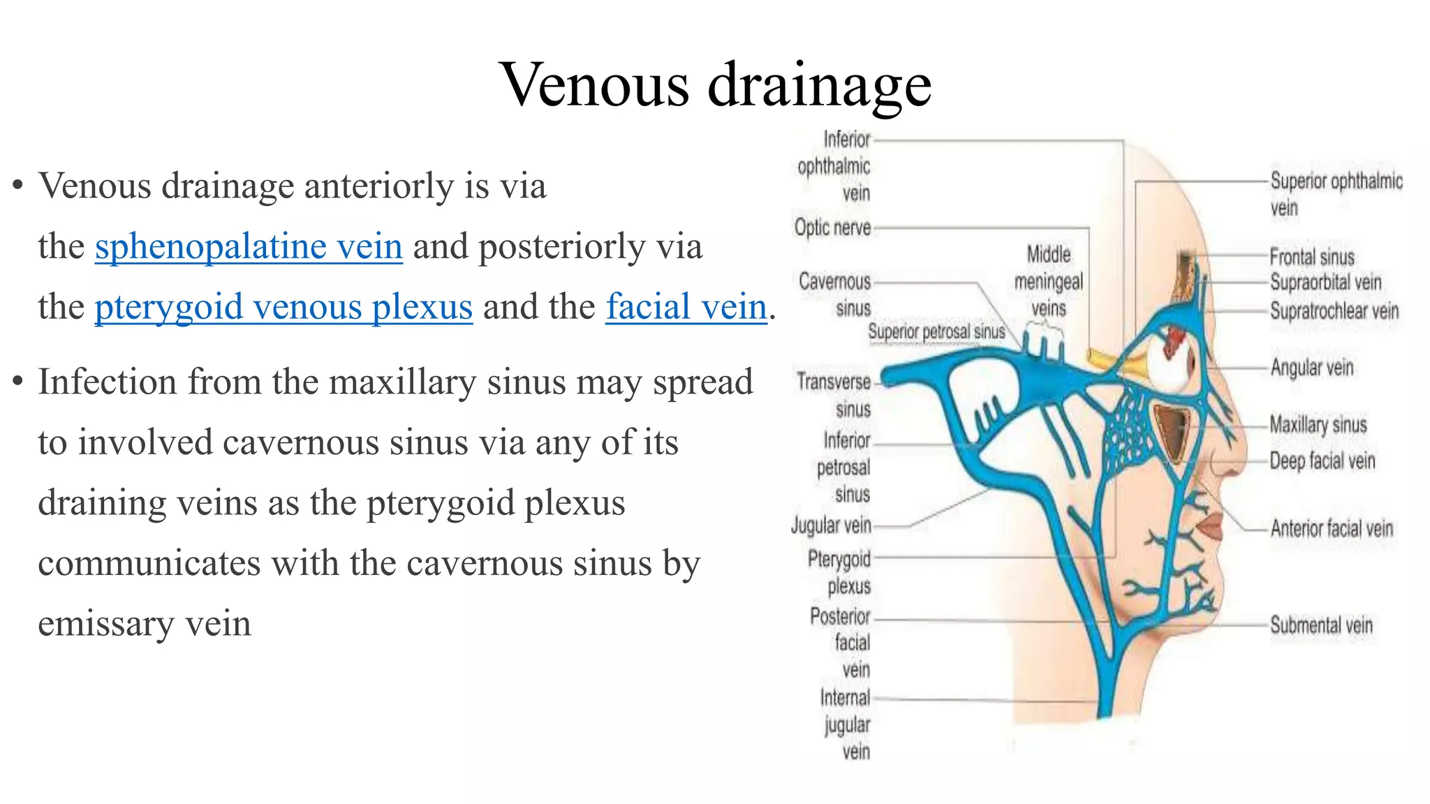 Maxillary sinus part 1 | PPTX