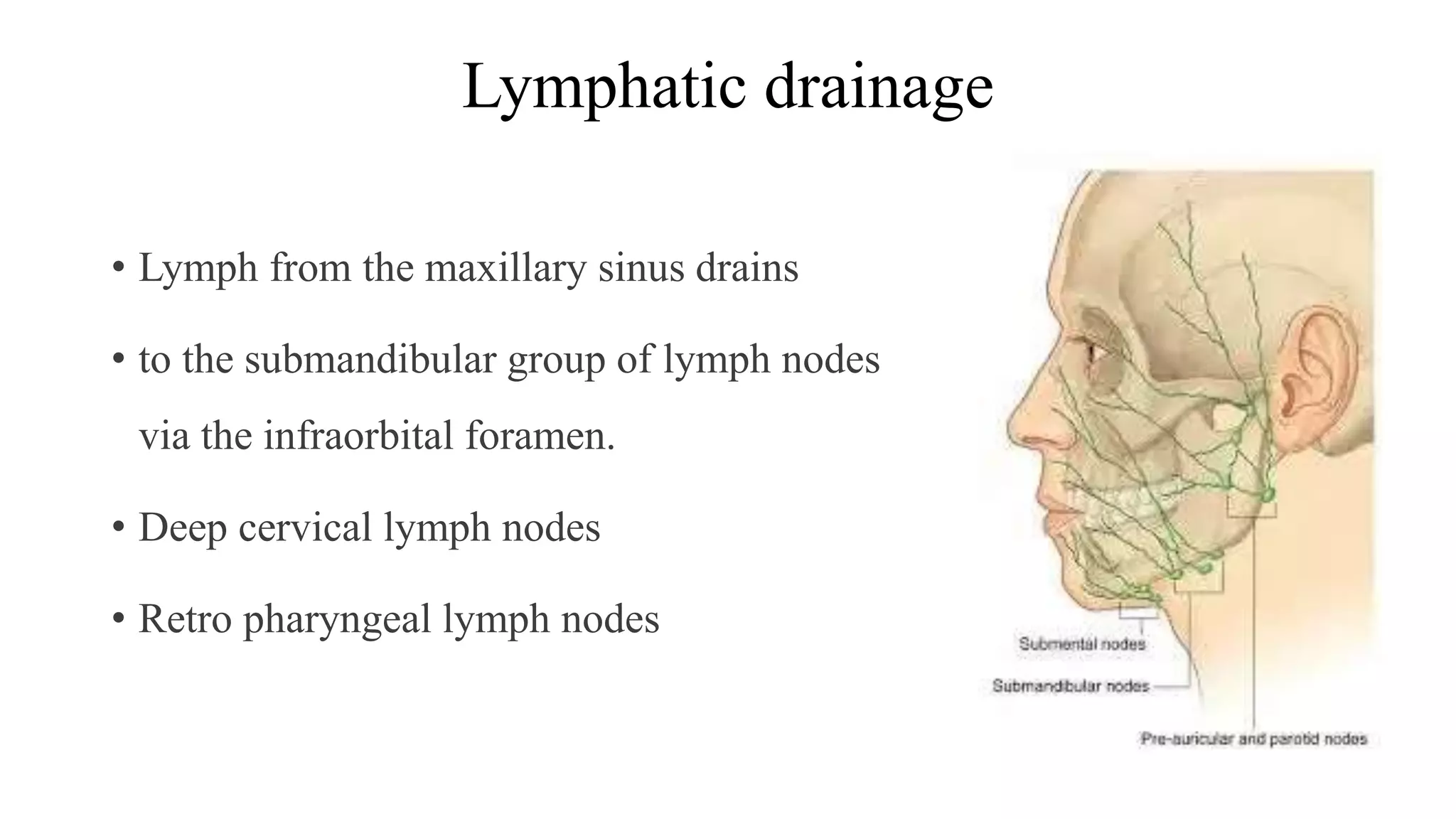 Maxillary sinus part 1 | PPTX