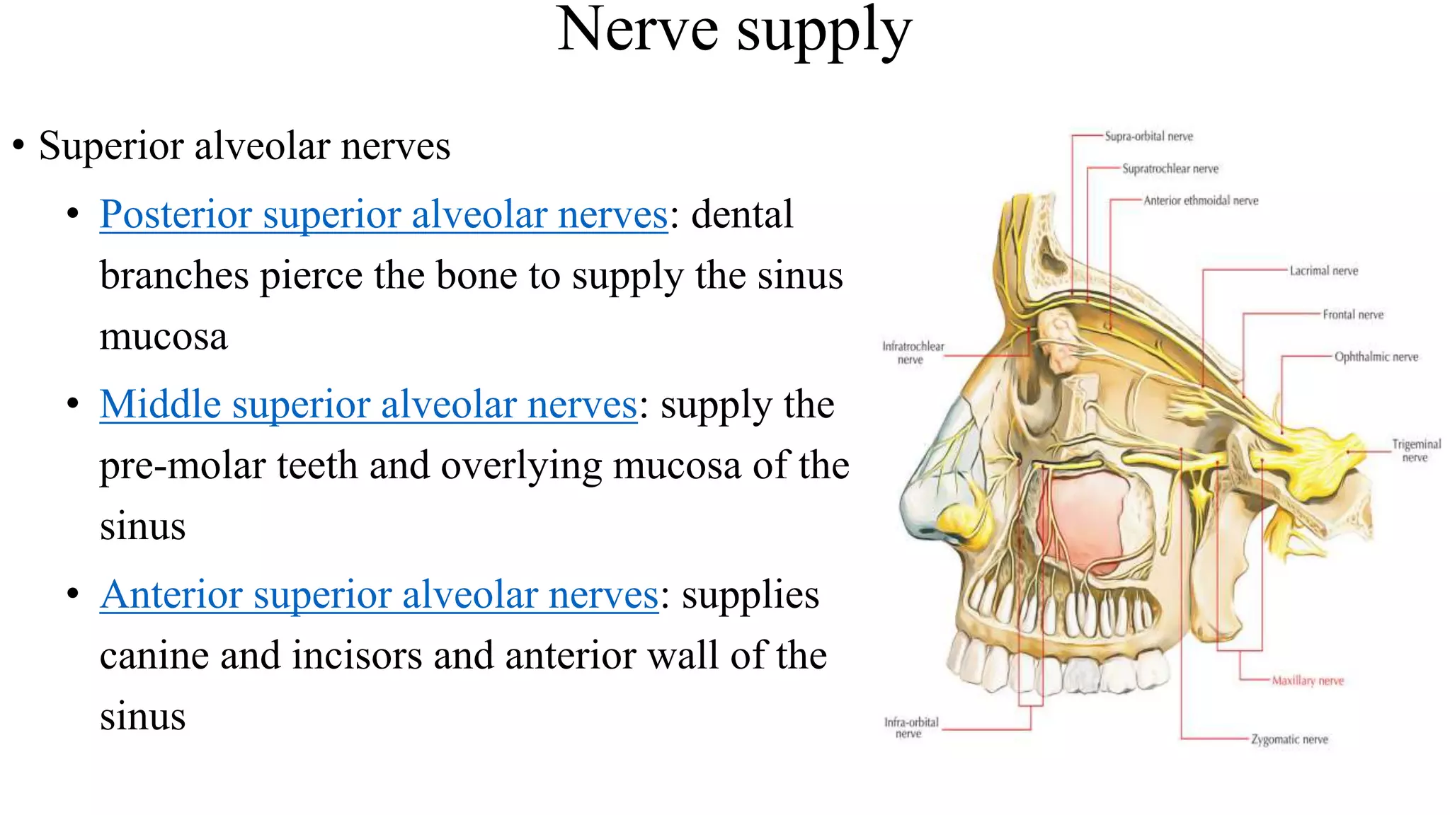 Maxillary sinus part 1 | PPTX