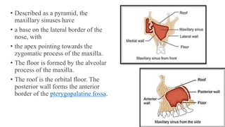 Maxillary sinus part 1 | PPTX