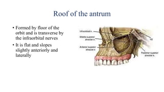 Maxillary sinus part 1 | PPTX