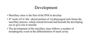Maxillary sinus part 1 | PPTX