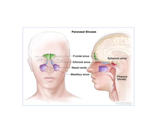 Maxillary sinus ppt | PPT