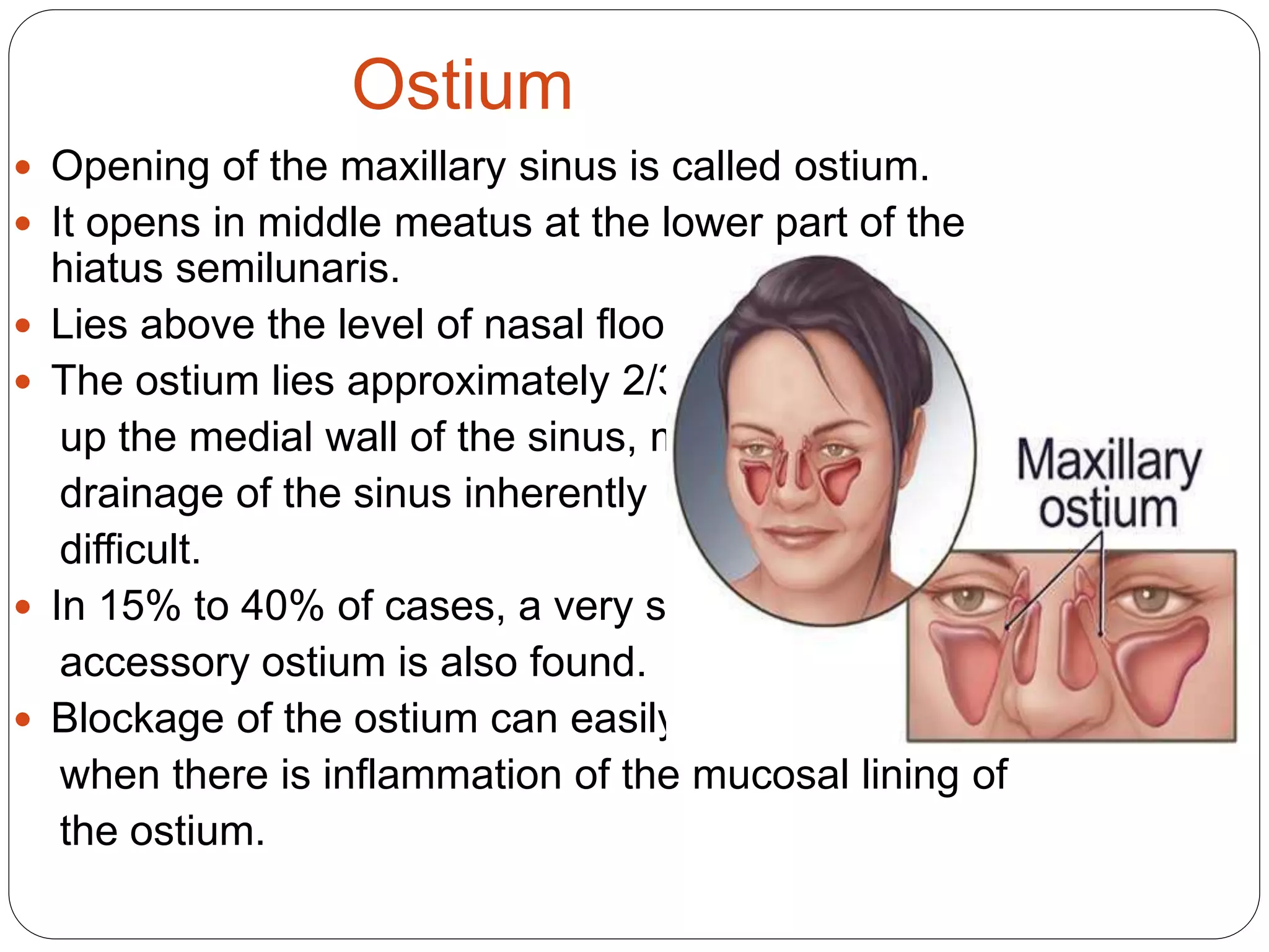Maxillary sinus presentation | PPTX