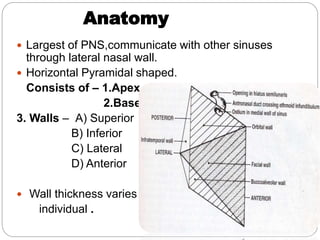 Maxillary sinus presentation | PPTX