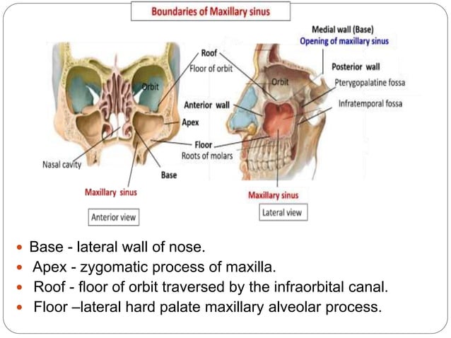 Maxillary sinus presentation | PPTX