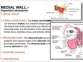 Maxillary sinus presentation | PPTX