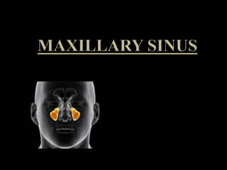 maxillarysinus and antrum of highmore.pptx