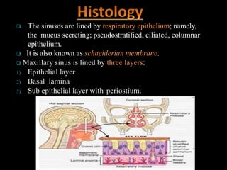 maxillarysinus and antrum of highmore.pptx