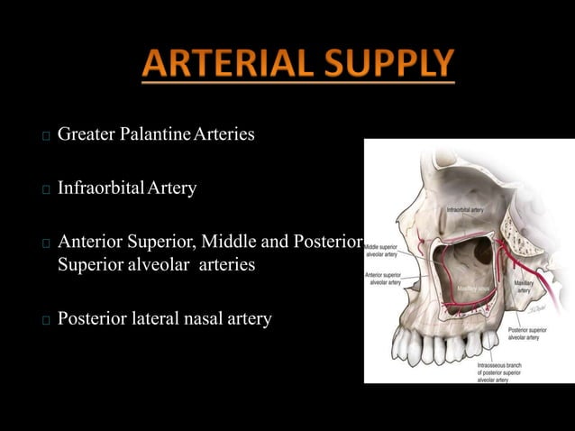 maxillarysinus and antrum of highmore.pptx