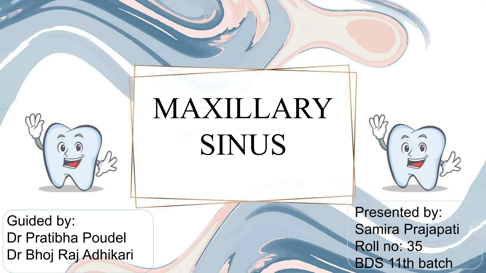 maxillary sinus anatomy histology oralbio | PPTX
