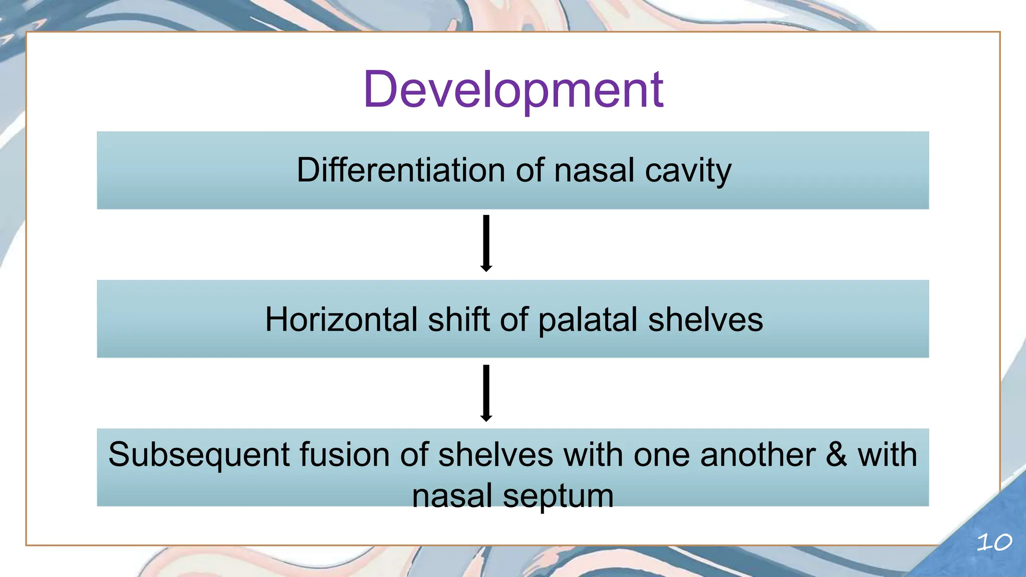 maxillary sinus anatomy histology oralbio | PPTX