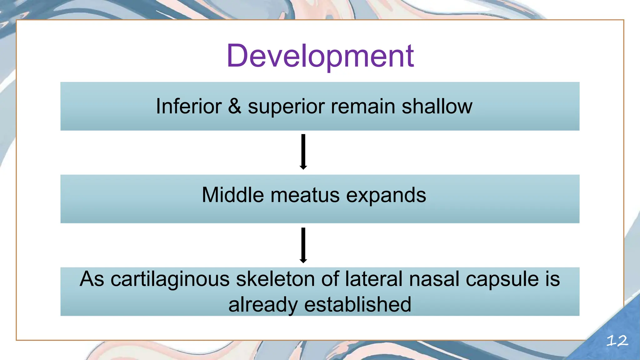 maxillary sinus anatomy histology oralbio | PPTX