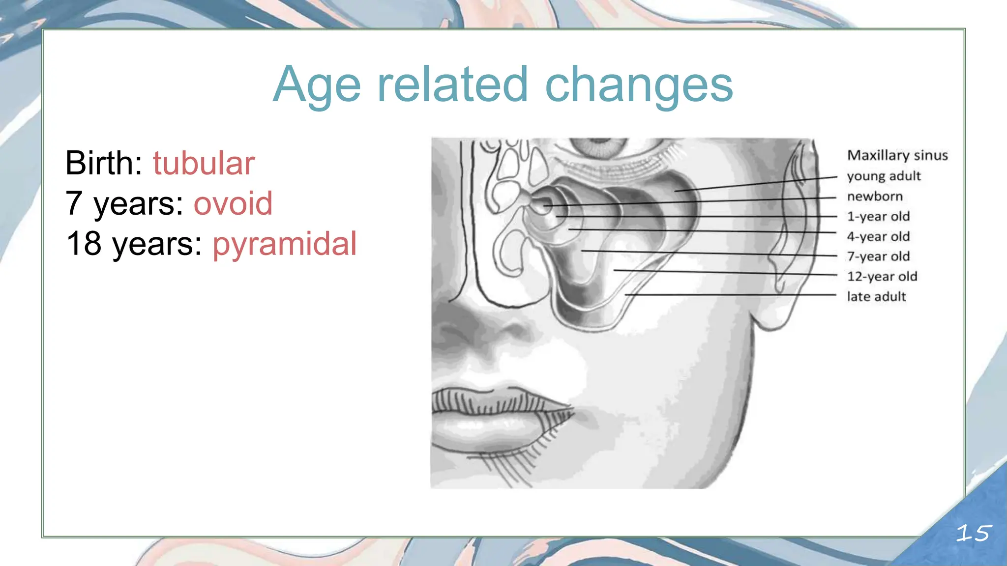 maxillary sinus anatomy histology oralbio | PPTX