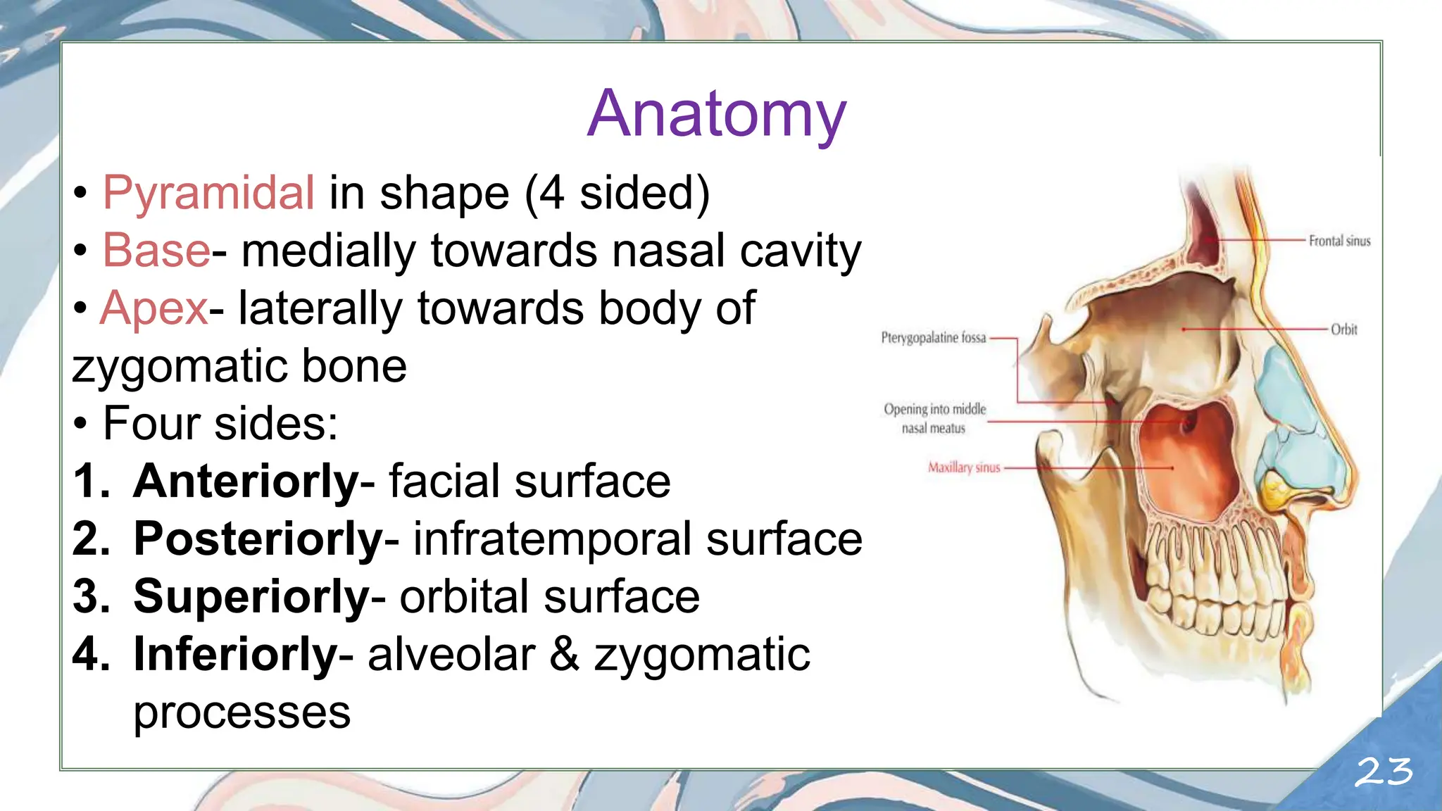 maxillary sinus anatomy histology oralbio | PPTX