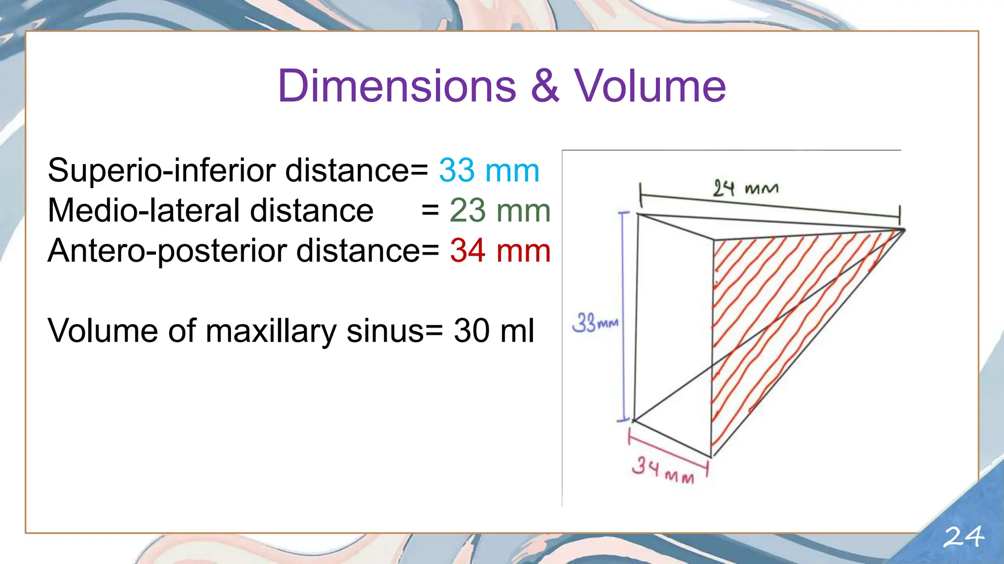 maxillary sinus anatomy histology oralbio | PPTX