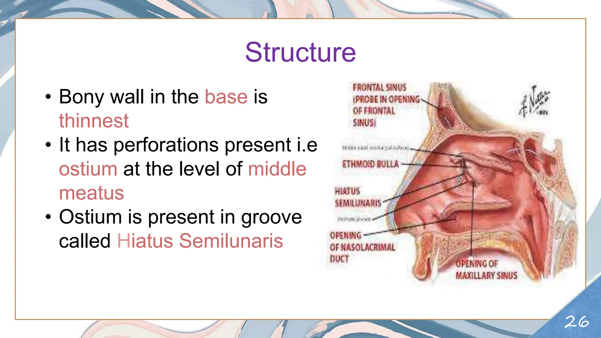 maxillary sinus anatomy histology oralbio | PPTX | Ear, Nose and Throat Conditions | Diseases ...