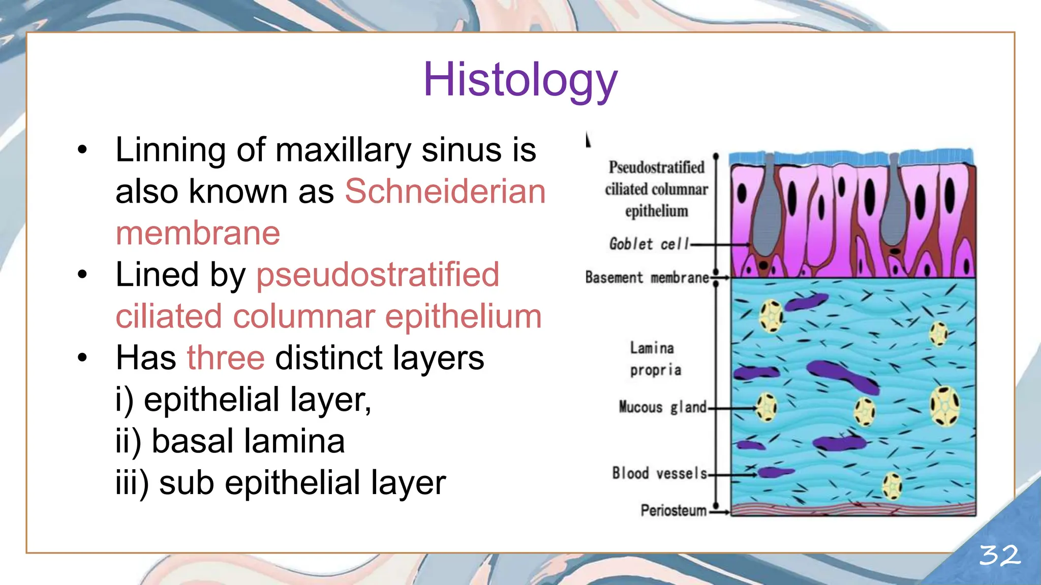 maxillary sinus anatomy histology oralbio | PPTX | Ear, Nose and Throat Conditions | Diseases ...