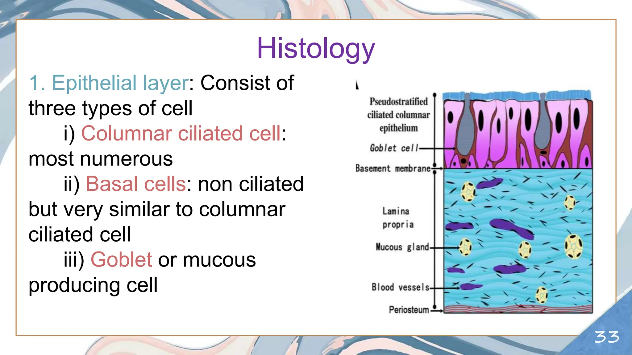maxillary sinus anatomy histology oralbio | PPTX