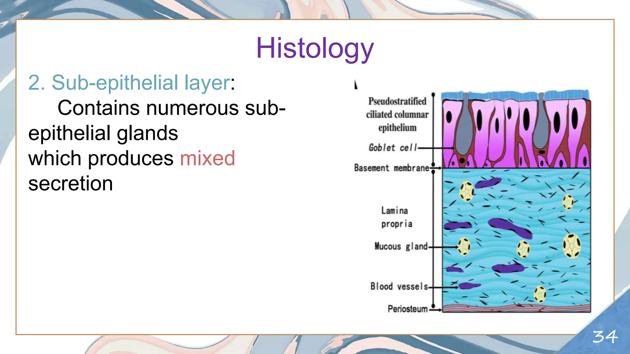 maxillary sinus anatomy histology oralbio | PPTX