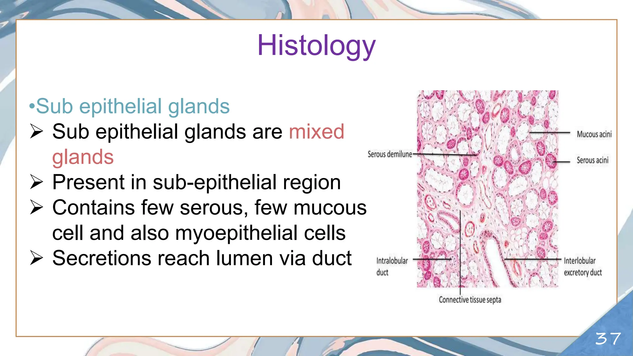 maxillary sinus anatomy histology oralbio | PPTX