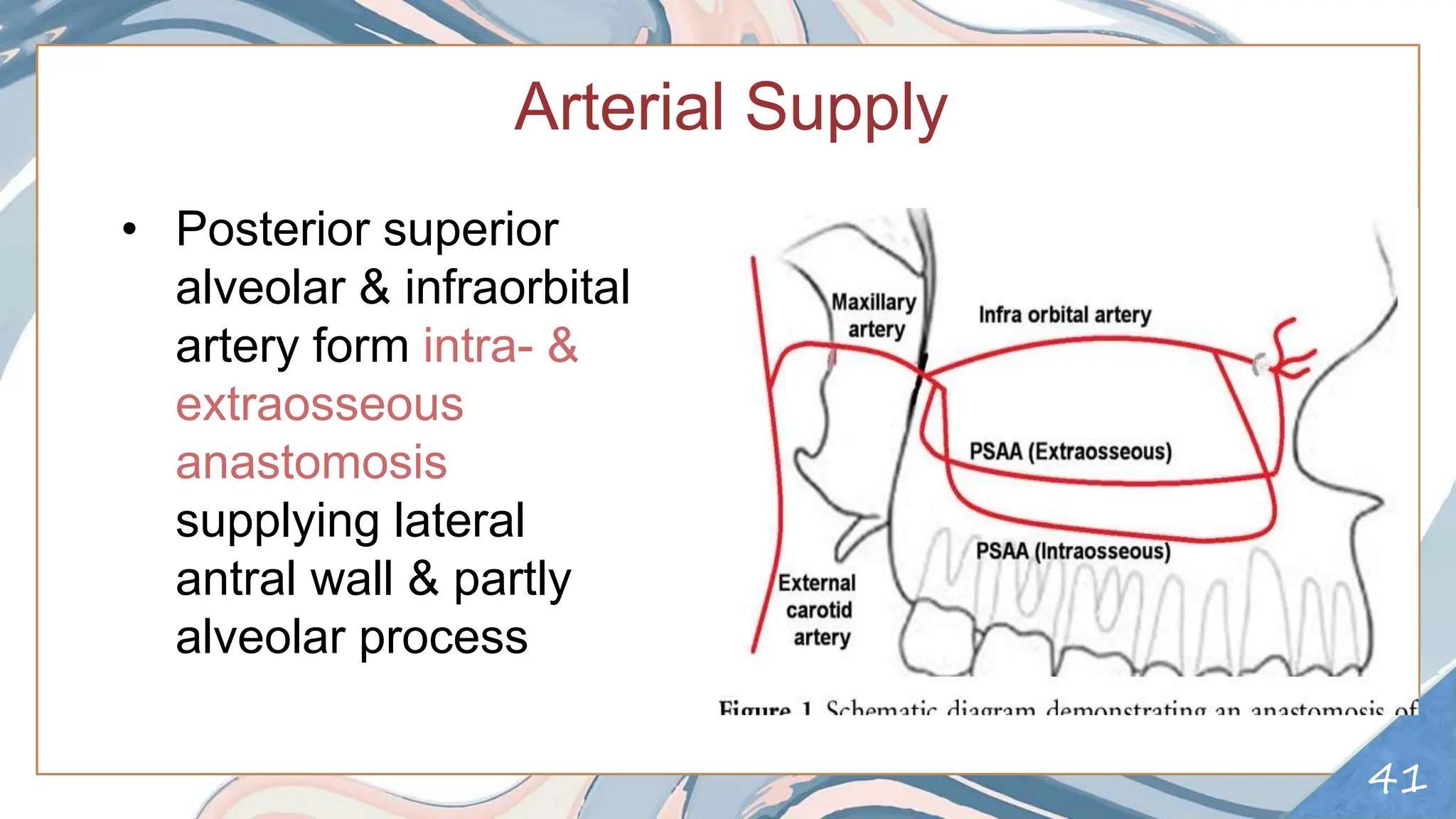 maxillary sinus anatomy histology oralbio | PPTX