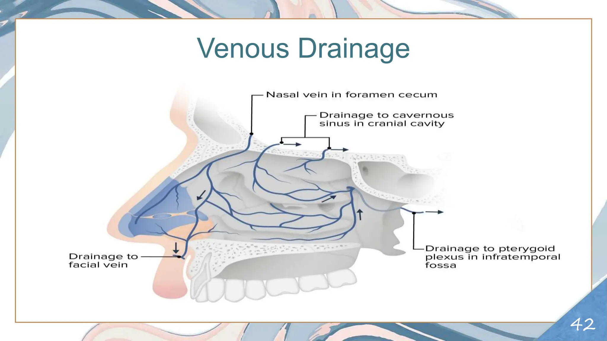 maxillary sinus anatomy histology oralbio | PPTX