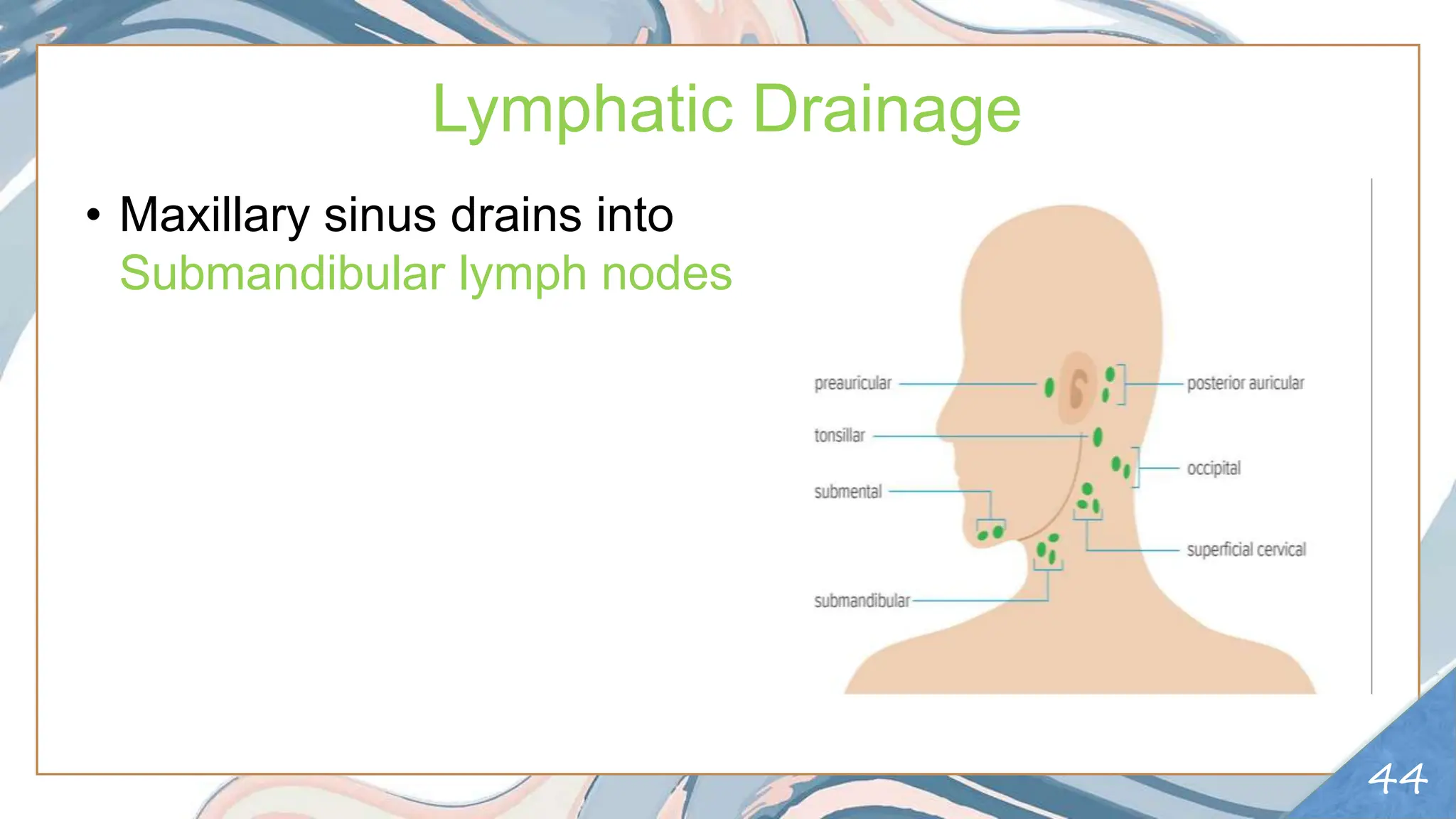 maxillary sinus anatomy histology oralbio | PPTX