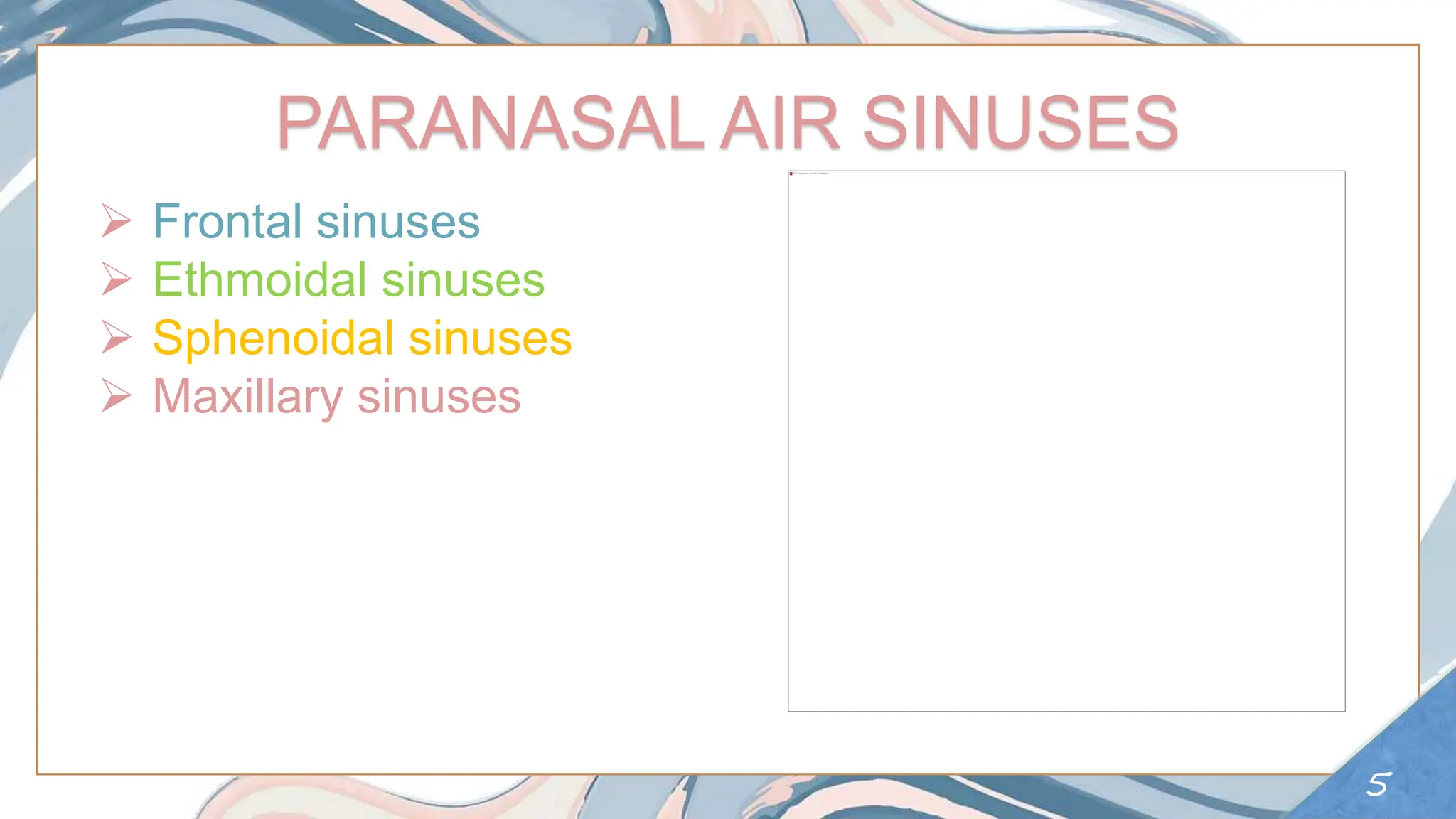 maxillary sinus anatomy histology oralbio | PPTX