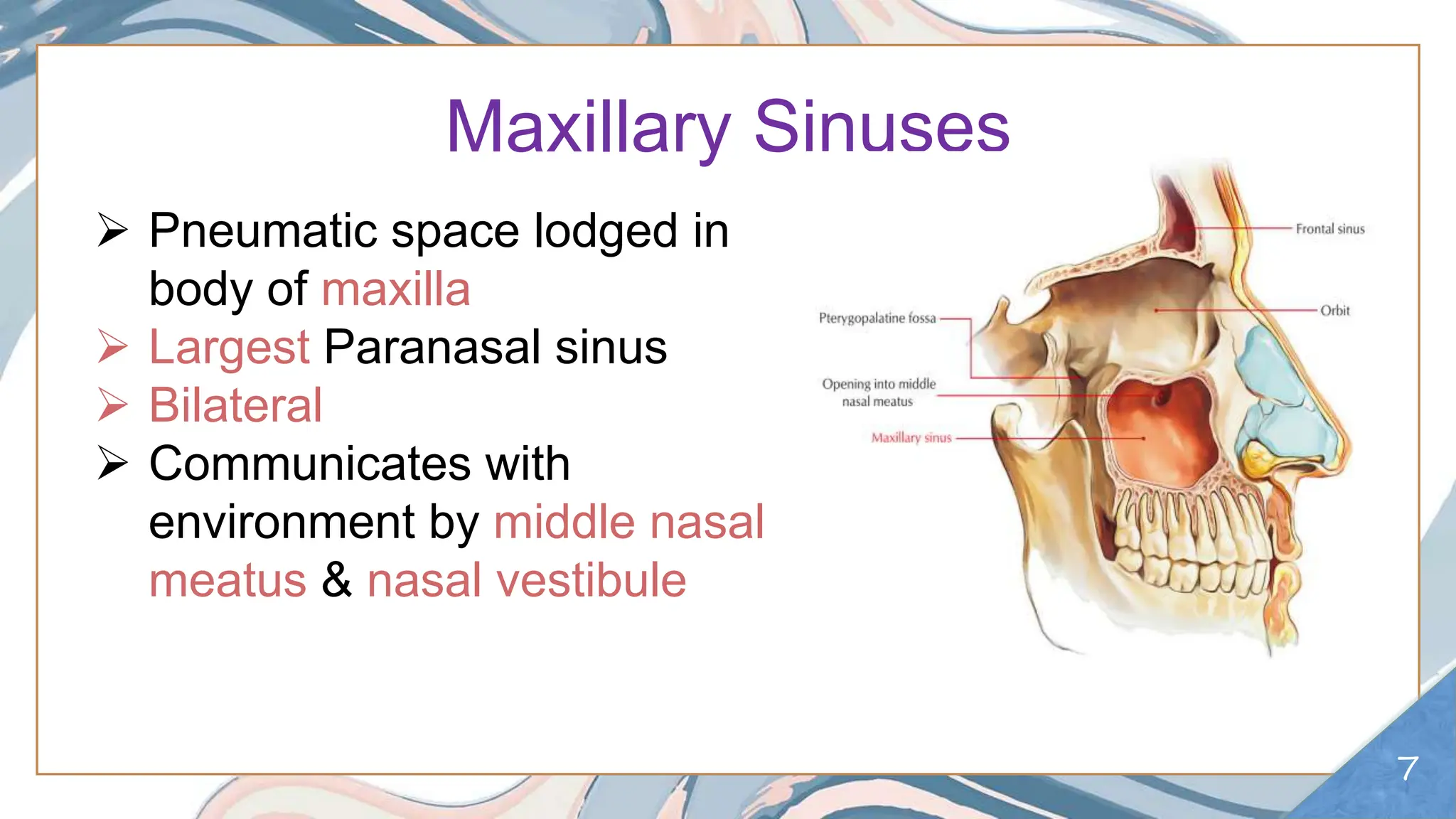 maxillary sinus anatomy histology oralbio | PPTX