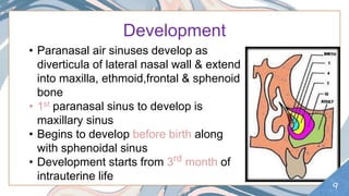 maxillary sinus anatomy histology oralbio | PPTX