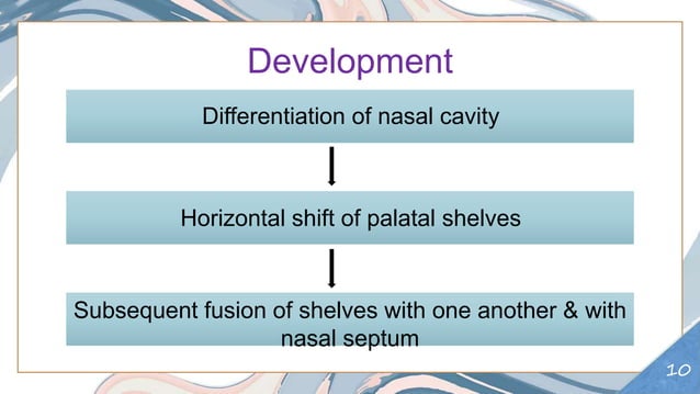 maxillary sinus anatomy histology oralbio | PPTX | Ear, Nose and Throat ...