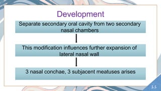 maxillary sinus anatomy histology oralbio | PPTX