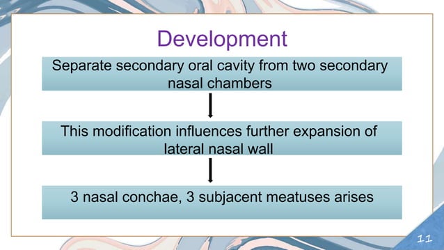 maxillary sinus anatomy histology oralbio | PPTX | Ear, Nose and Throat ...