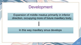 maxillary sinus anatomy histology oralbio | PPTX