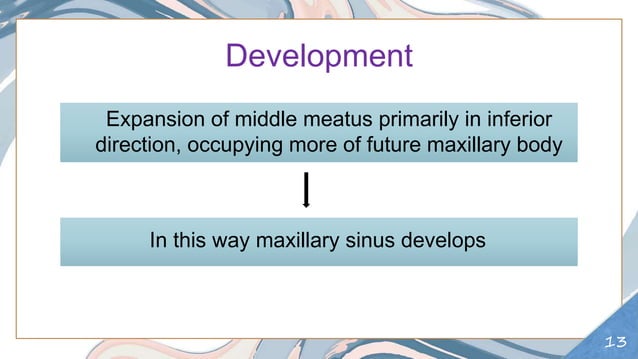 maxillary sinus anatomy histology oralbio | PPTX | Ear, Nose and Throat Conditions | Diseases ...