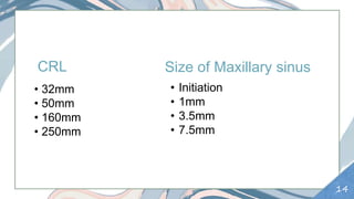 maxillary sinus anatomy histology oralbio | PPTX