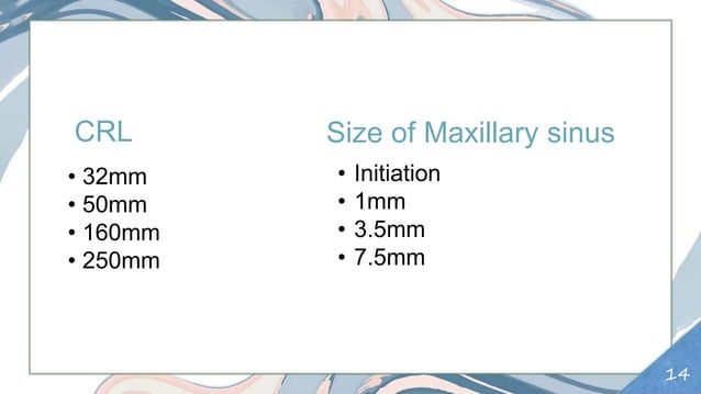 maxillary sinus anatomy histology oralbio | PPTX | Ear, Nose and Throat ...