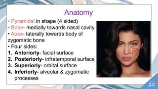 maxillary sinus anatomy histology oralbio | PPTX
