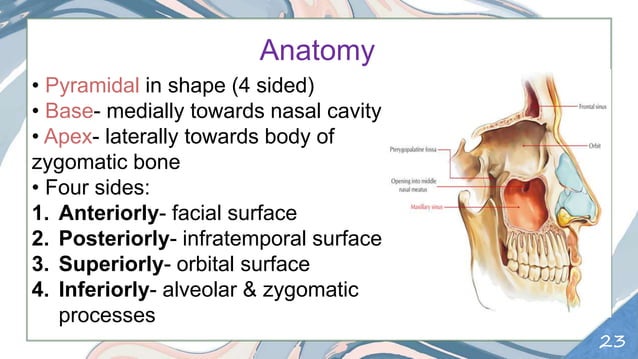 maxillary sinus anatomy histology oralbio | PPTX | Ear, Nose and Throat ...