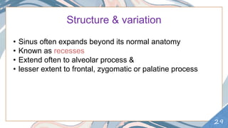maxillary sinus anatomy histology oralbio | PPTX