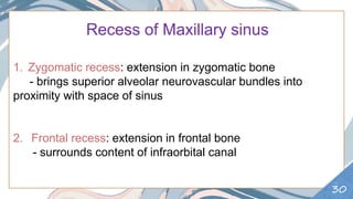 maxillary sinus anatomy histology oralbio | PPTX | Ear, Nose and Throat ...